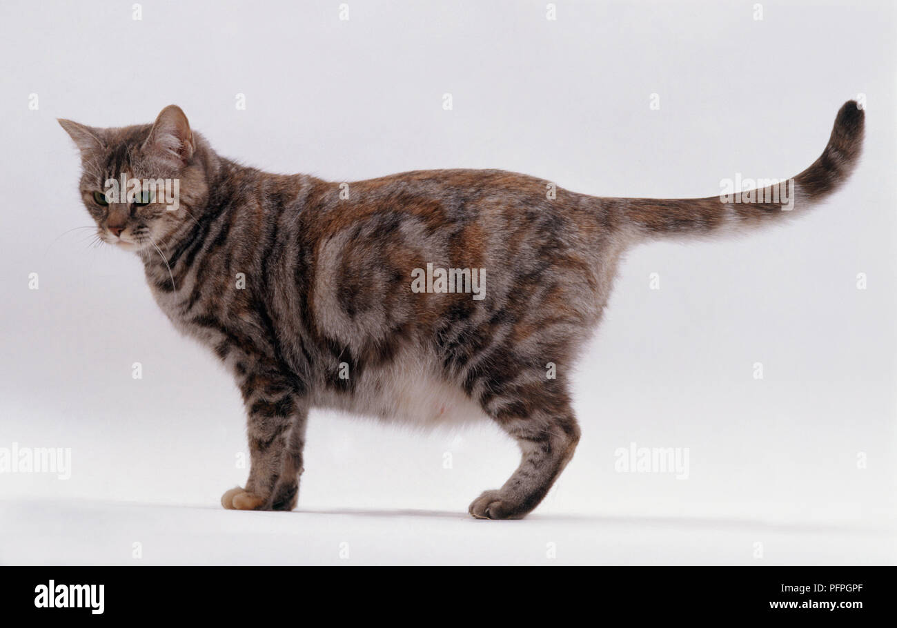 Tortie Tabby And White High Resolution Stock Photography and Images - Alamy