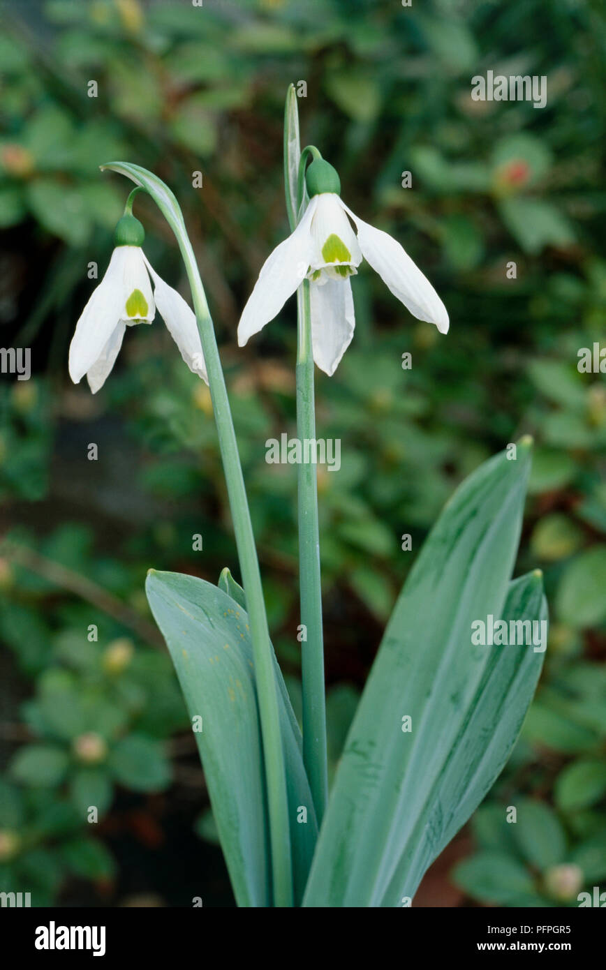 Galanthus caucasicus (Snowdrop), white flowers and green leaves, close ...