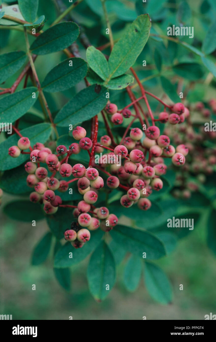 Obtuse leaves hi-res stock photography and images - Alamy