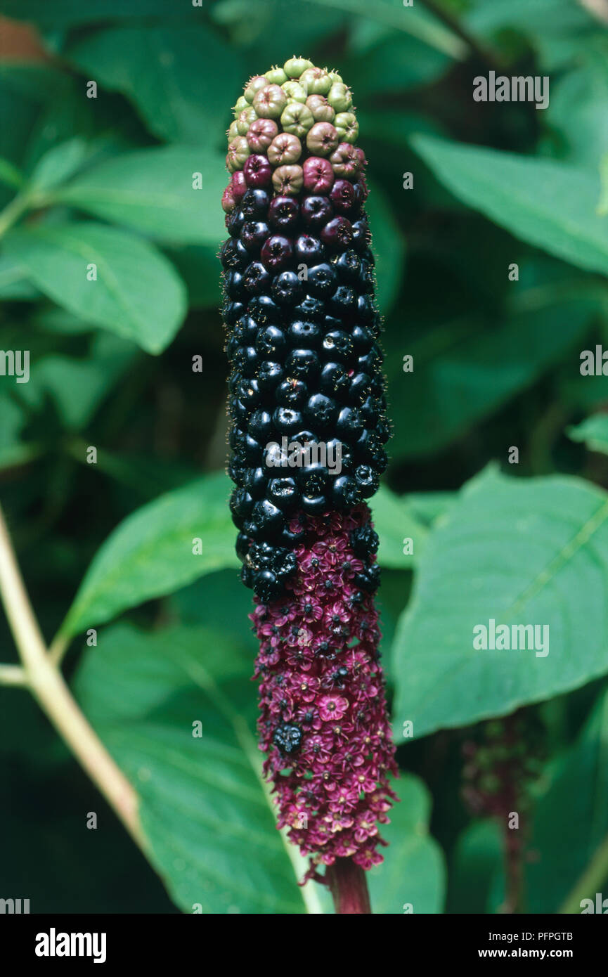 Phytolacca americana (American pokeweed), single stem showing berries ...