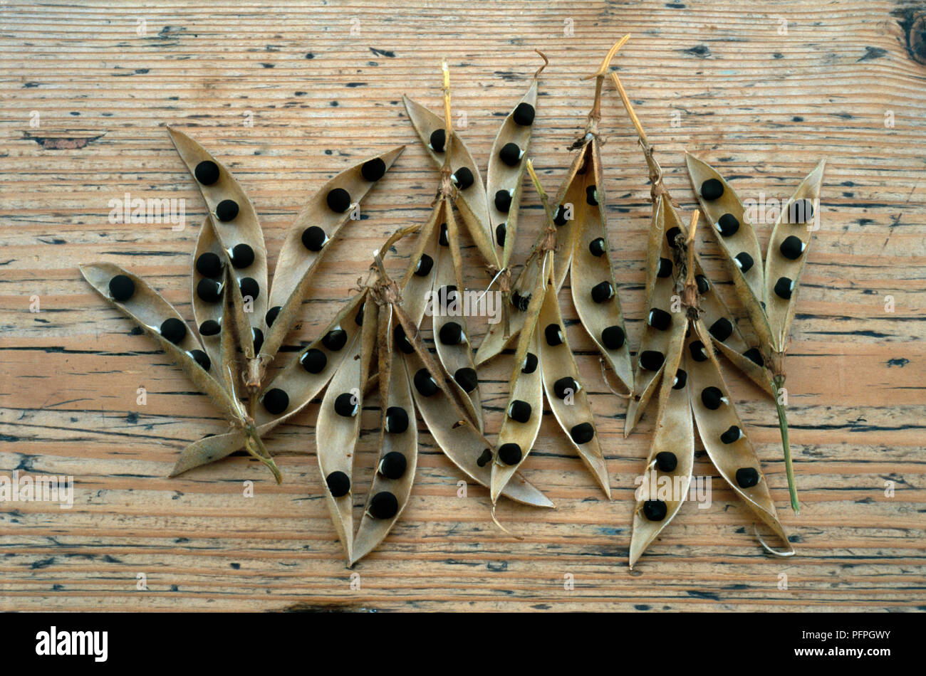 Lathyrus seeds hi-res stock photography and images - Alamy