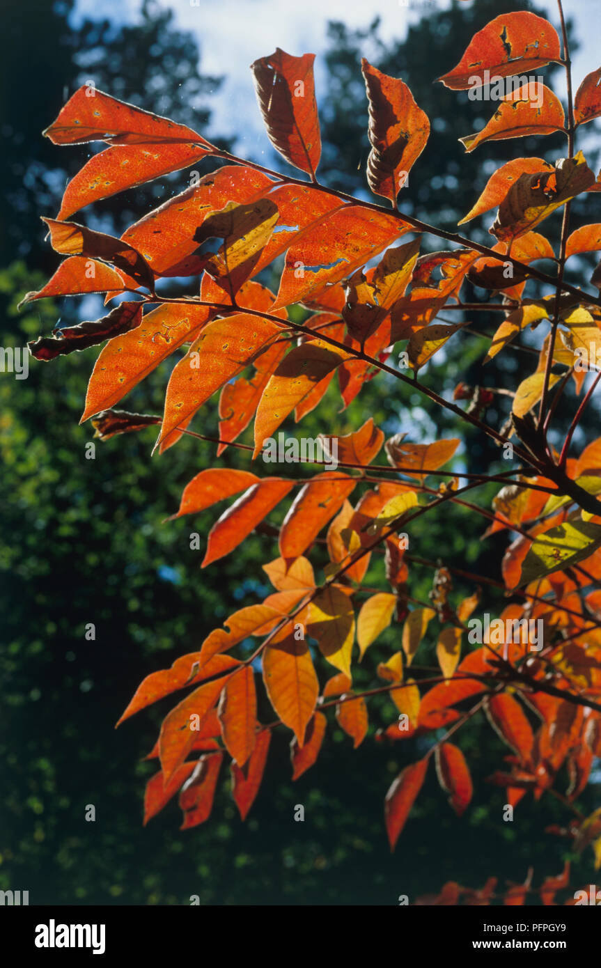 Copper colour change hi-res stock photography and images - Alamy