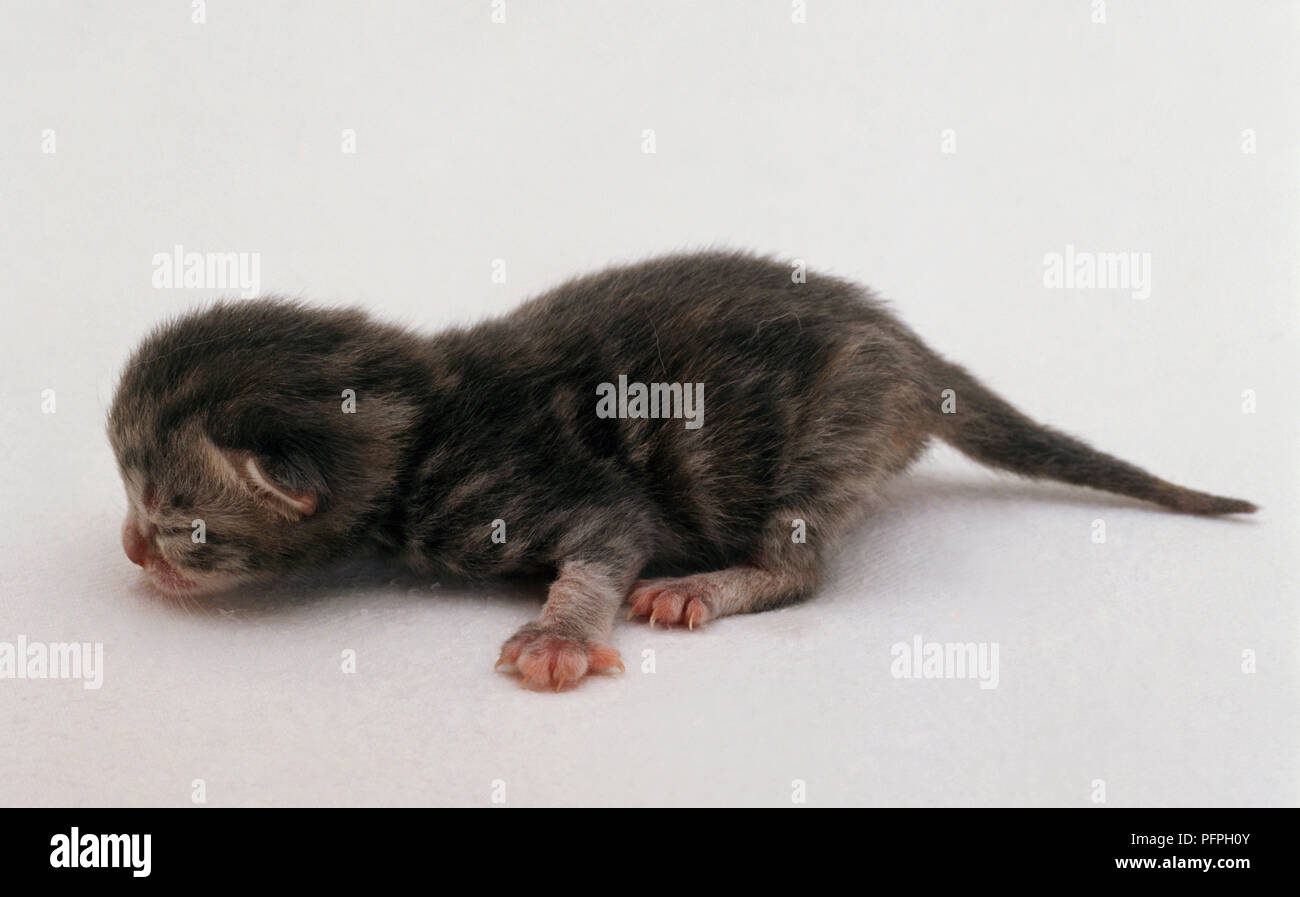Three day old tabby kitten Stock Photo - Alamy