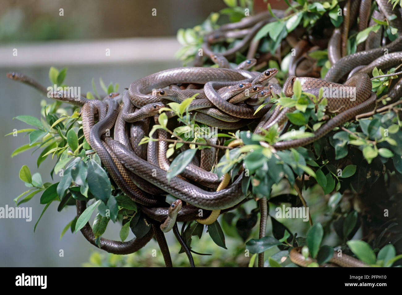 Tangle of snakes on branch of tree in Mekong Delta, close-up Stock ...