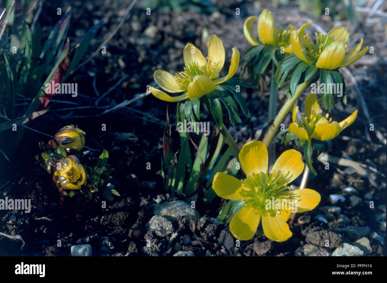 Ruff yellow hi-res stock photography and images - Alamy
