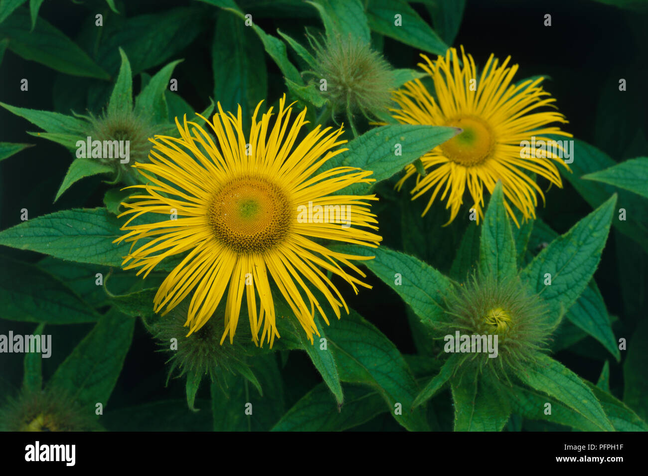 Inula hookeri, close-up of yellow flowers and green leaves and bracts ...