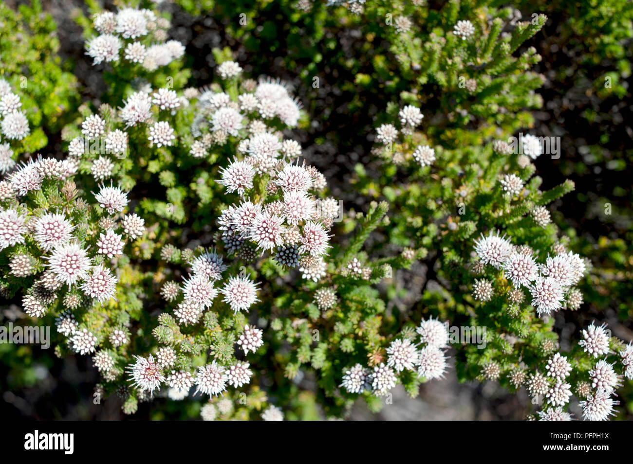 Western australia flower hi-res stock photography and images - Alamy