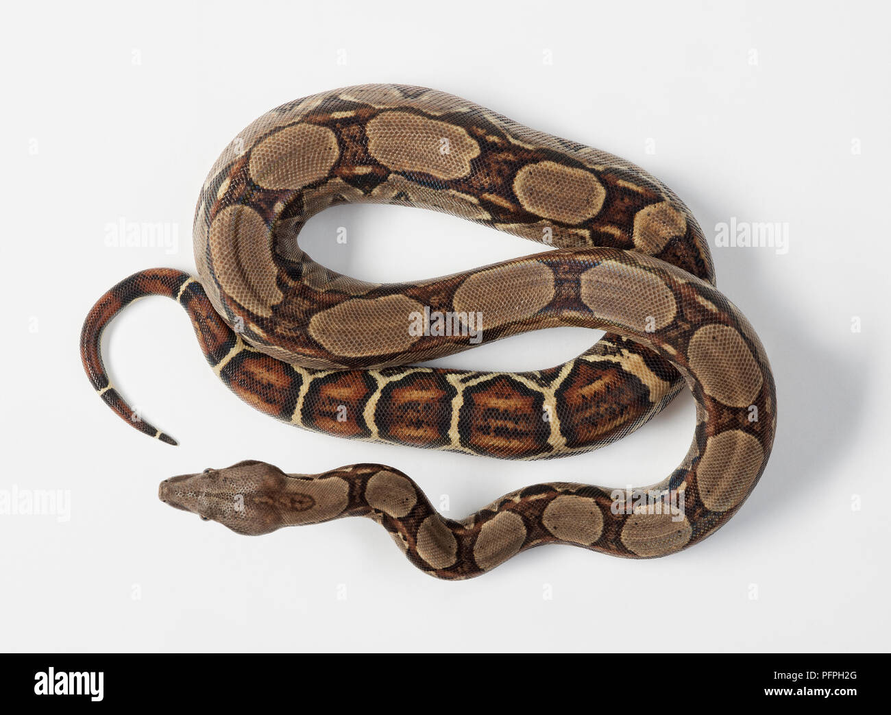 Common boa (Boa constrictor) coiled up Stock Photo - Alamy
