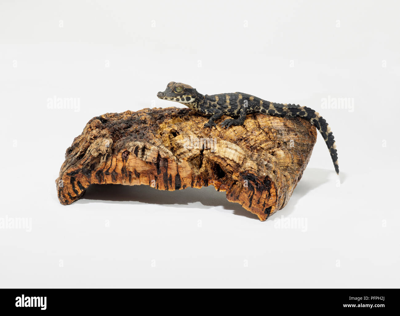 Dwarf crocodile (Osteolaemus tetraspis), small crocodile sitting on a ...