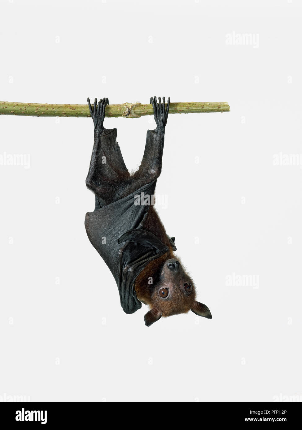 Flying fox cut out hi-res stock photography and images - Alamy