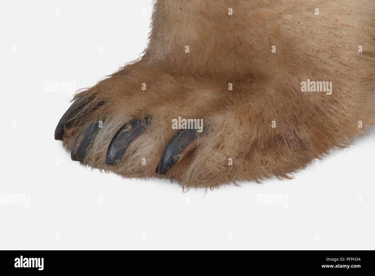 Polar bear (Ursus maritimus), close-up of foot Stock Photo - Alamy