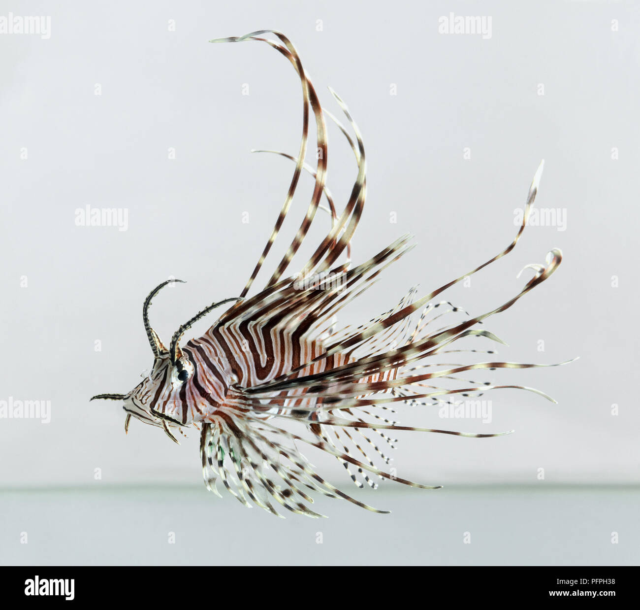 Red lionfish (Pterois volitans), side view Stock Photo - Alamy