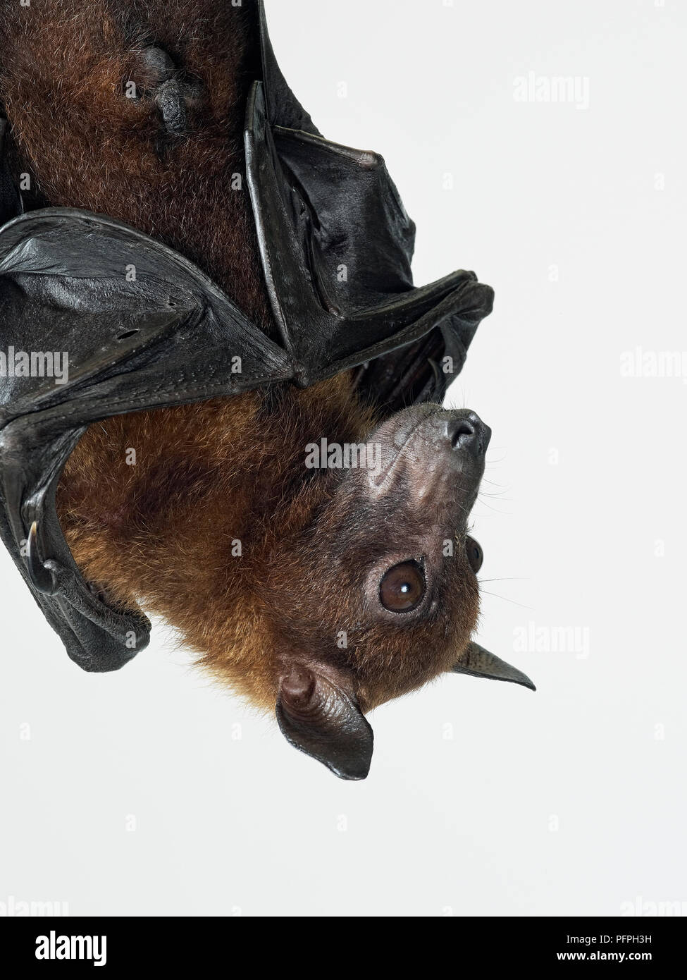 Lyle's flying fox (Pteropus lylei), close-up Stock Photo - Alamy