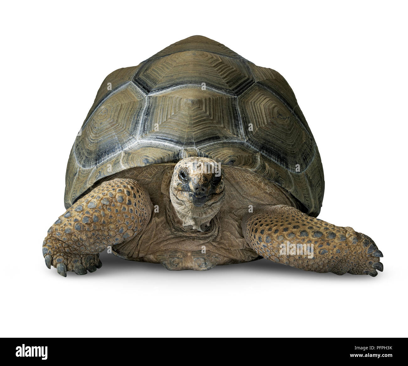 Aldabra giant tortoise (Aldabrachelys gigantea), front view Stock Photo ...