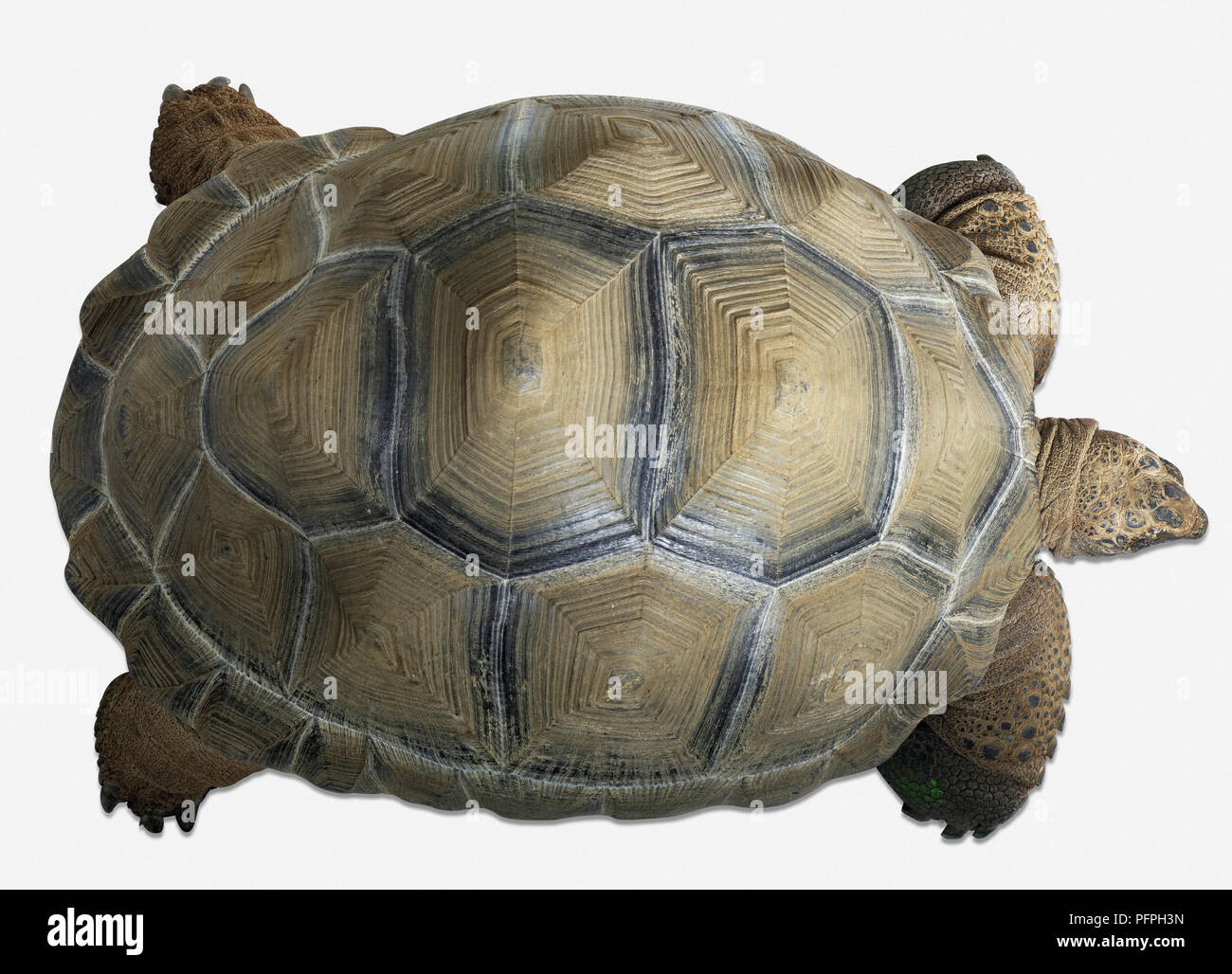 Giant Tortoise Shell