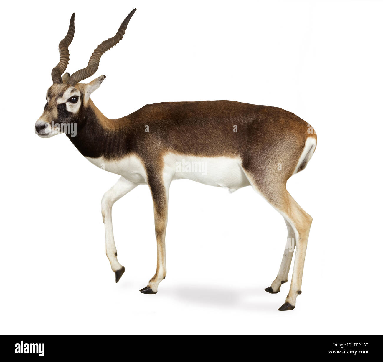 Blackbuck Antelope Meat