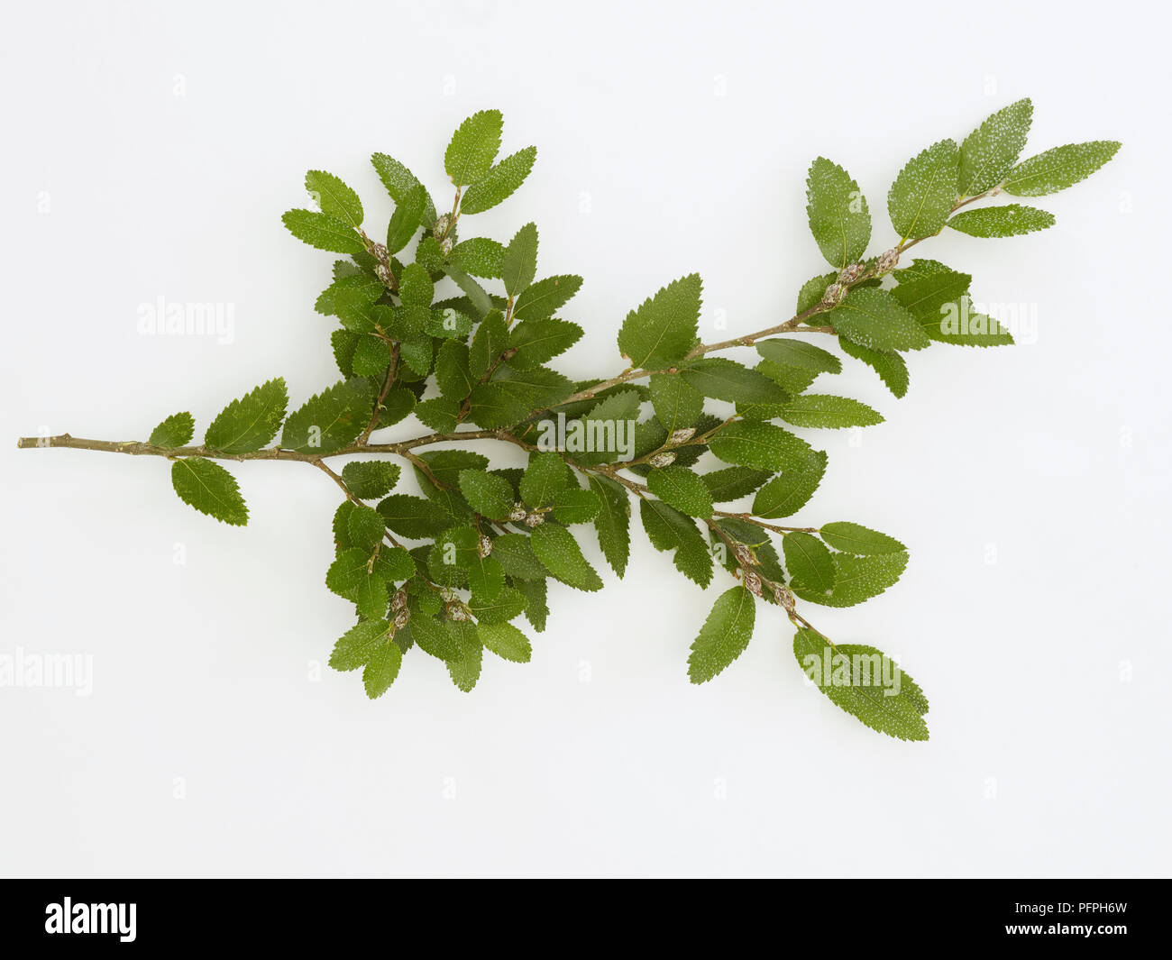 Nothofagus dombeyi (Coigue southern beech), branch with leaves Stock ...