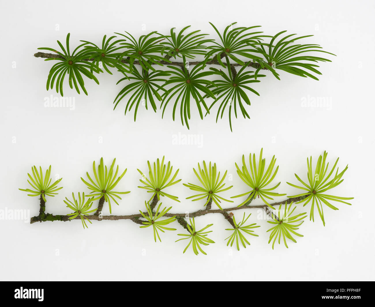 Pseudolarix amabilis (Golden larch), branches with light green and dark ...