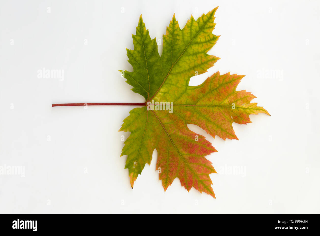 Acer saccharinum (Silver maple), colourful autumn leaf Stock Photo - Alamy