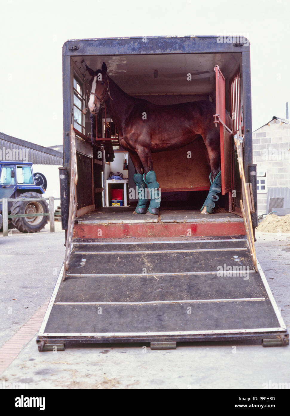 Horse standing inside horse box with legs bandaged for protection Stock ...