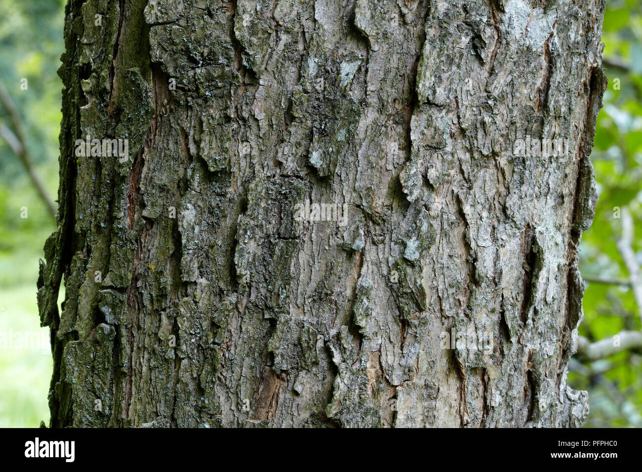 Catalpa fargesii f duclouxii (Chinese bean tree), close-up on bark ...