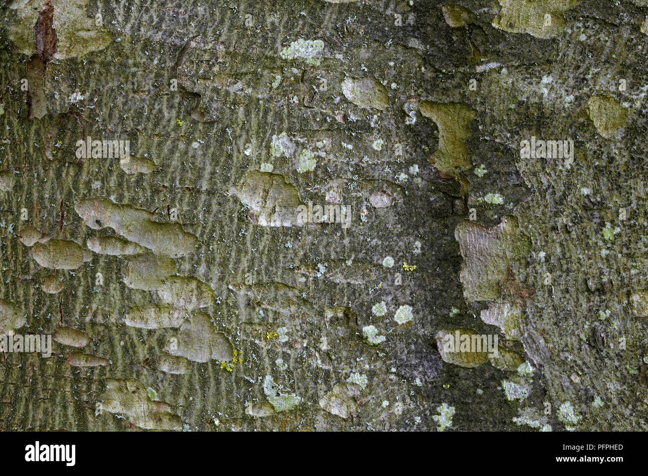 Sycamore tree peeling bark hi-res stock photography and images - Alamy