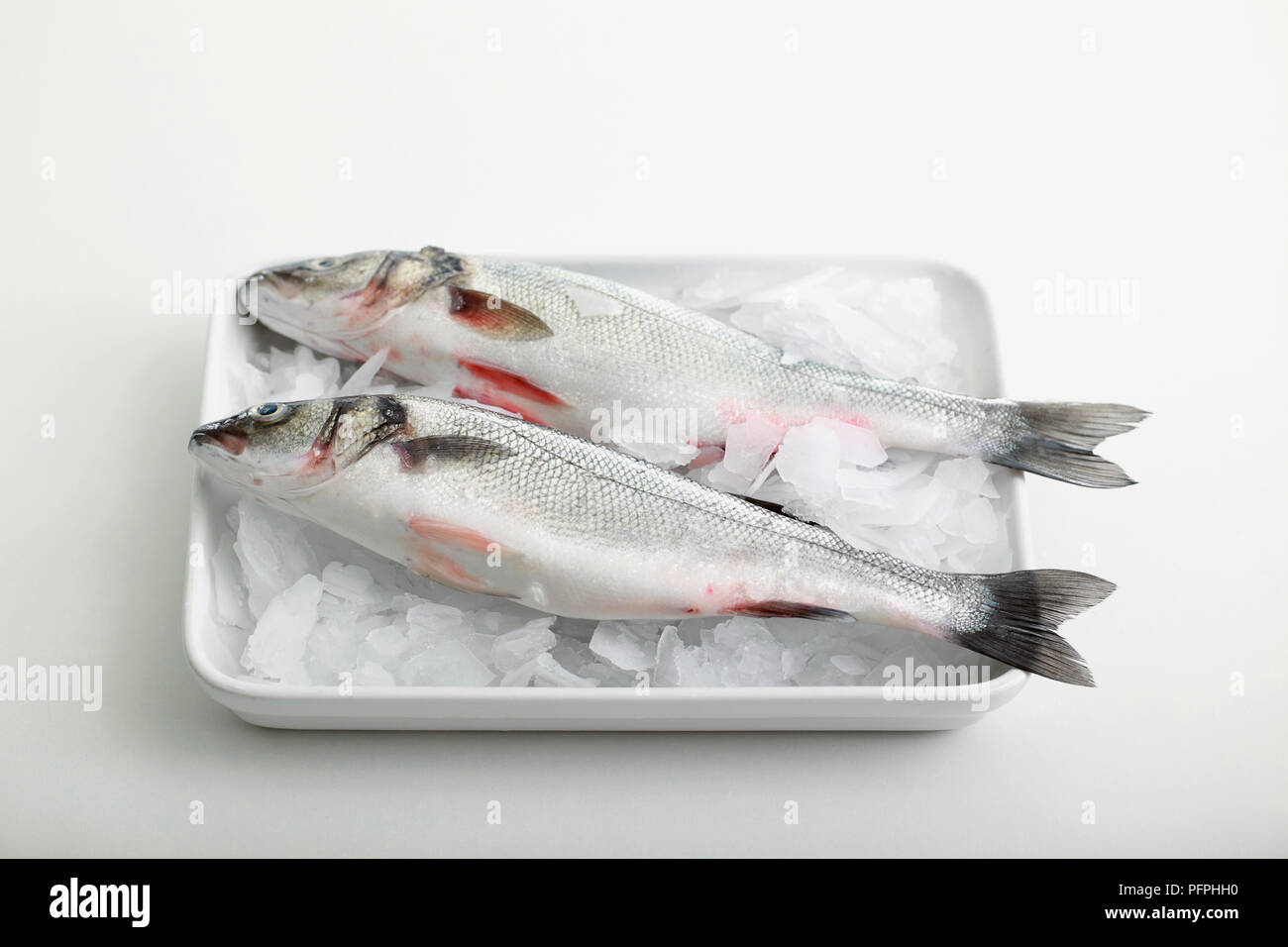 Refrigerating whole fish on ice (sea bass Stock Photo - Alamy