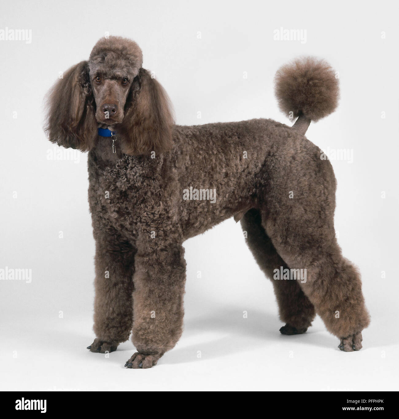 Standard Poodle, side view Stock Photo - Alamy