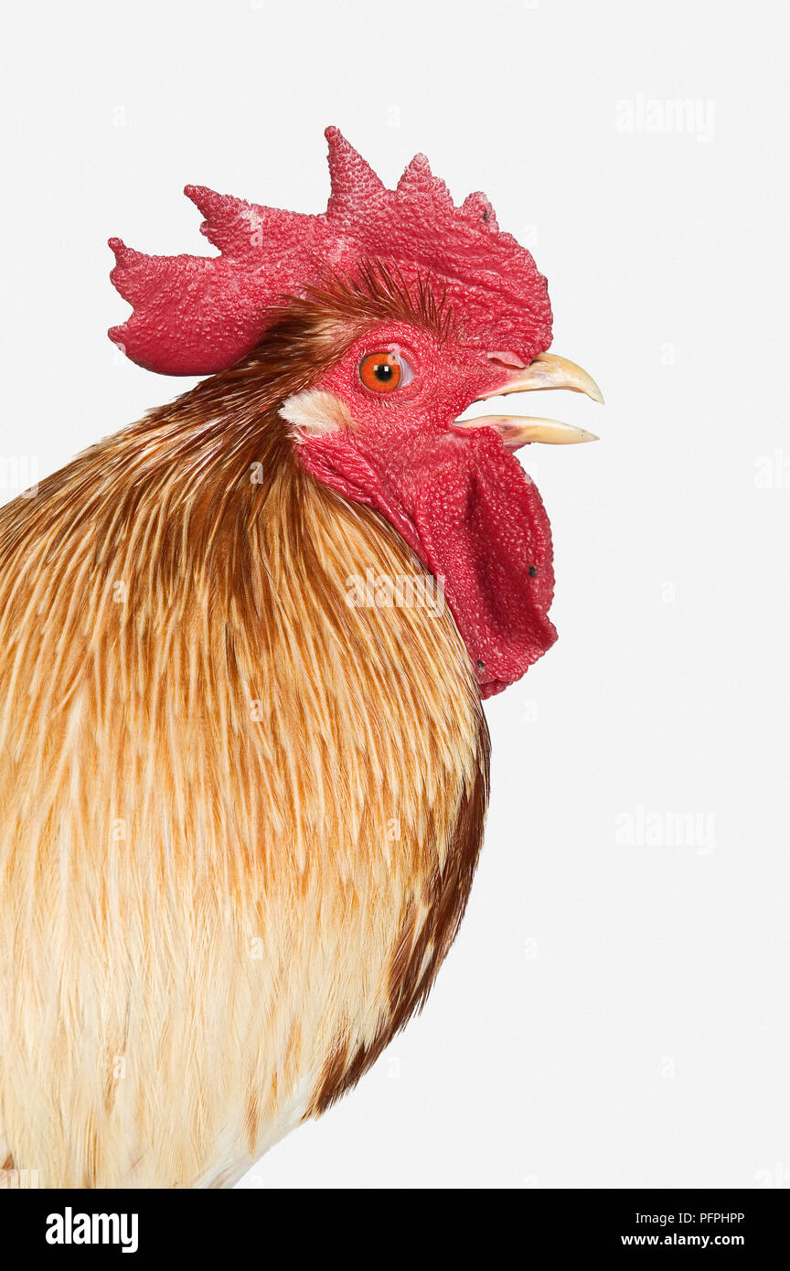Head of cockerel in profile Stock Photo - Alamy