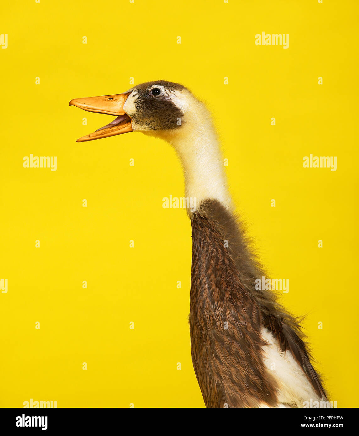 Indian runner duck quacking, side view Stock Photo - Alamy