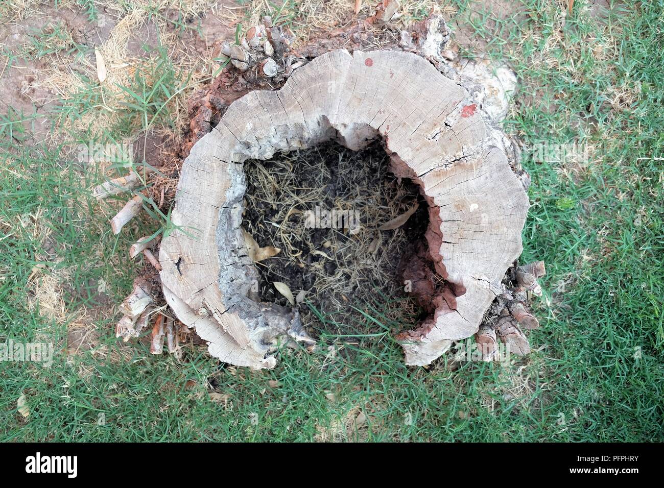 Old chopped tree stump hi-res stock photography and images - Alamy