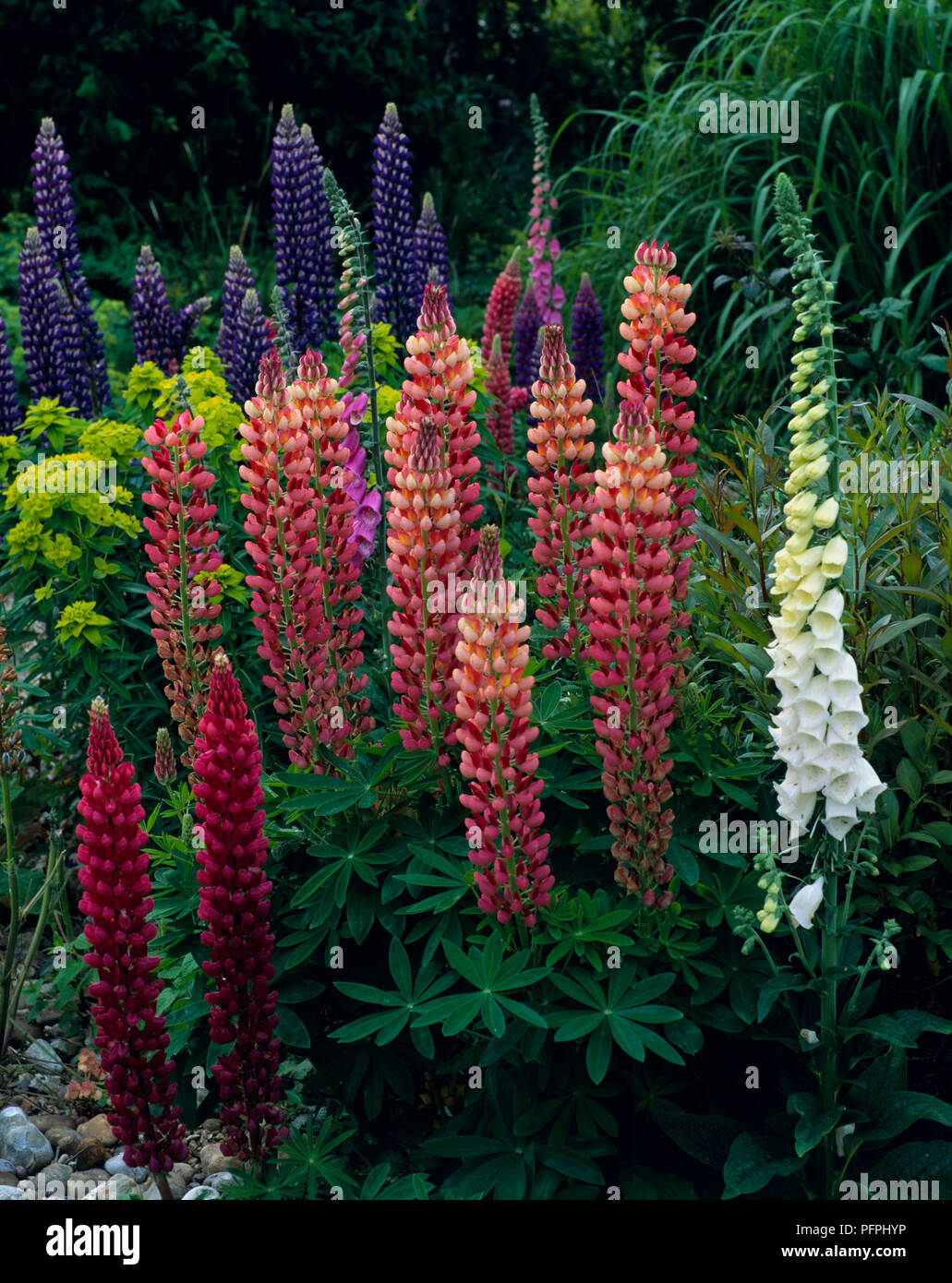 Lupin stems hi-res stock photography and images - Alamy