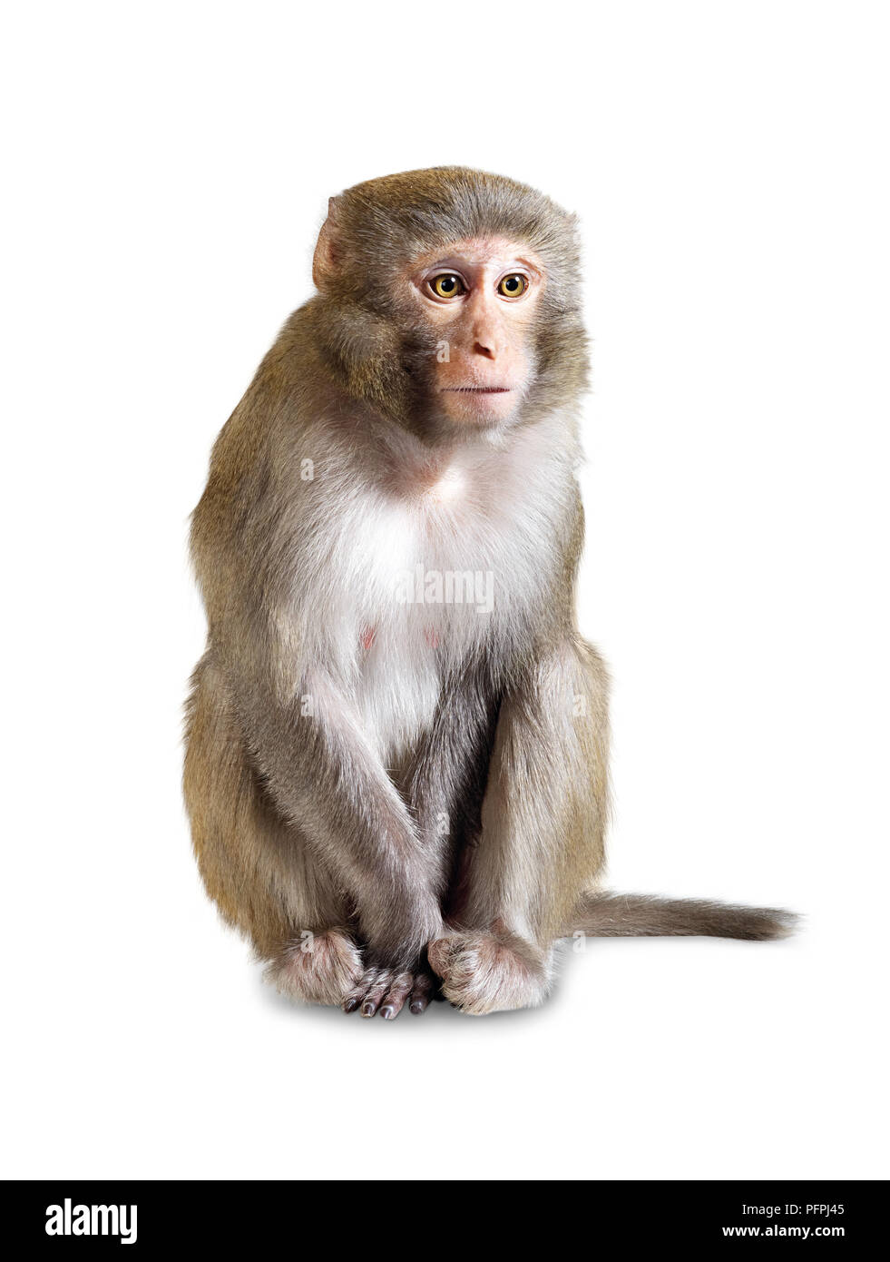Rhesus macaque (Macaca mulatta), seated Stock Photo - Alamy