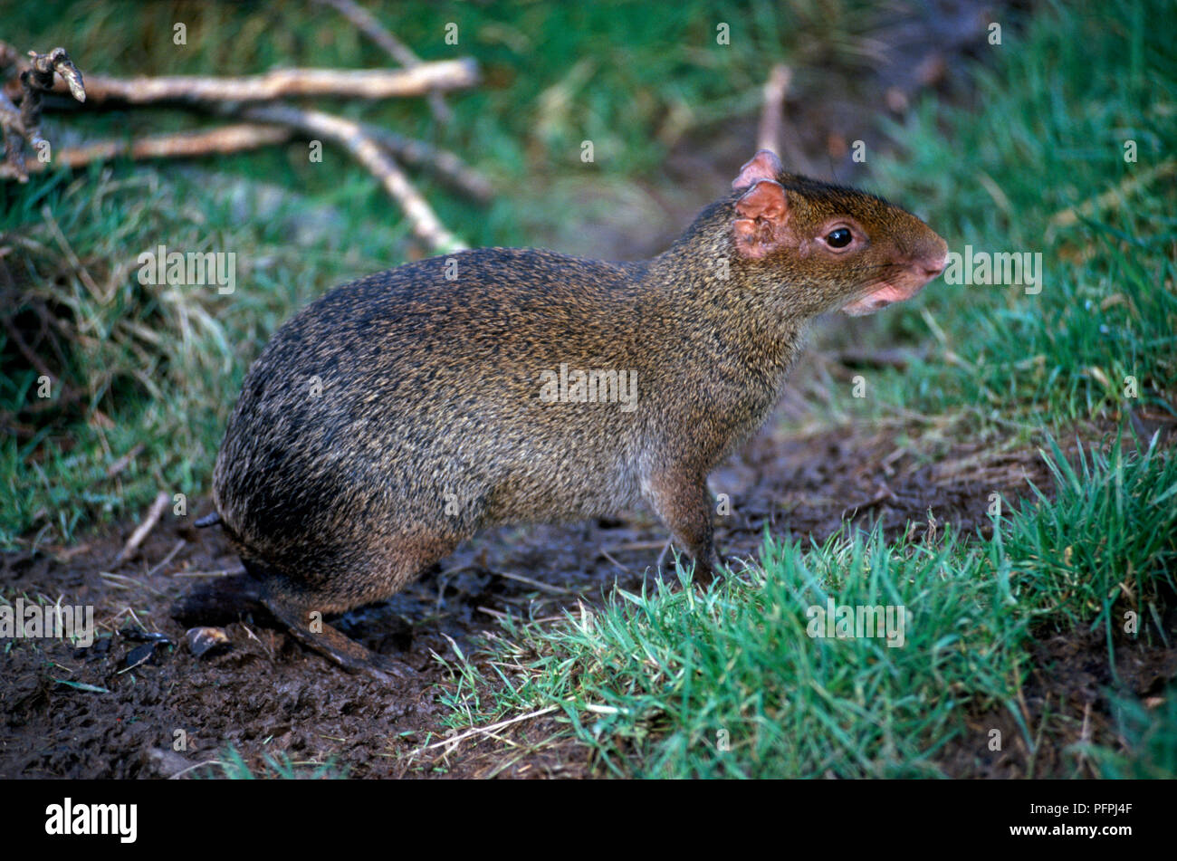 Azaras agouti dasyprocta azarae hi-res stock photography and images - Alamy