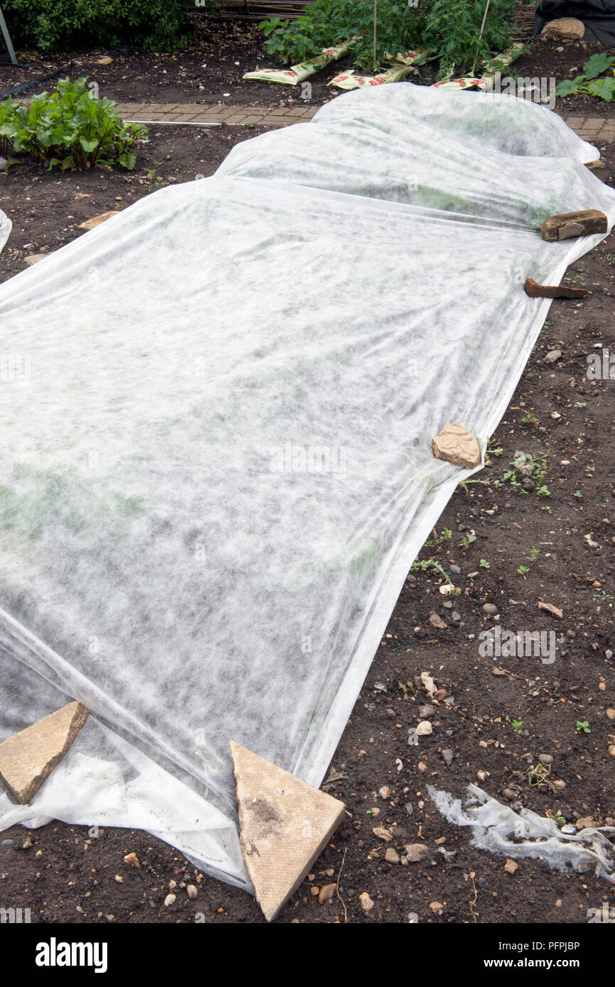 Plants in vegetable plot covered with garden fleece for protection ...