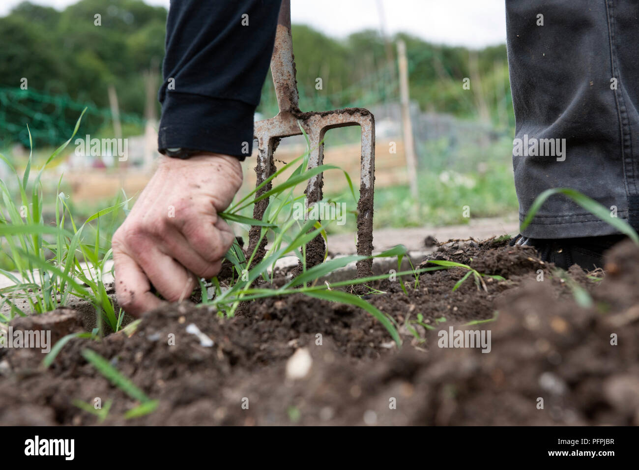 Person pulling weeds hi-res stock photography and images - Alamy