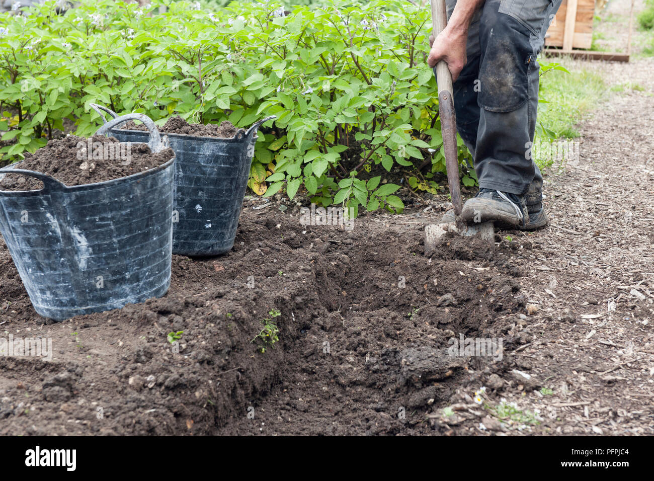 Digging over site for vegetable patch, using a spade, close-up Stock ...