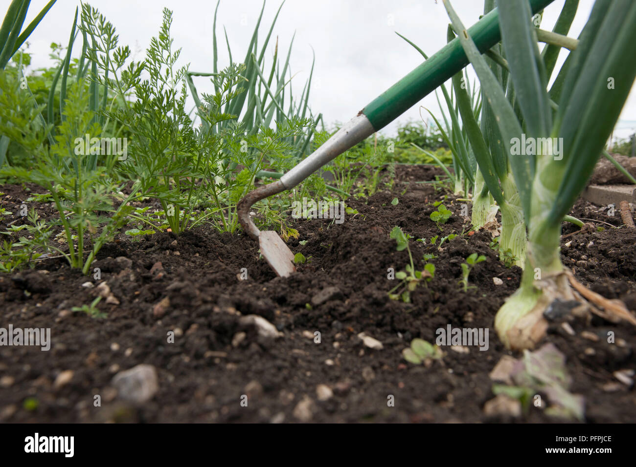 Pushing draw hoe through surface of soil to remove shallow-rooting ...