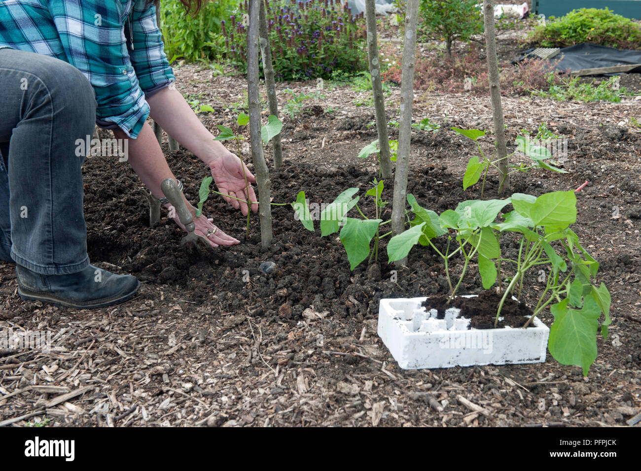Planting runner beans hi-res stock photography and images - Alamy
