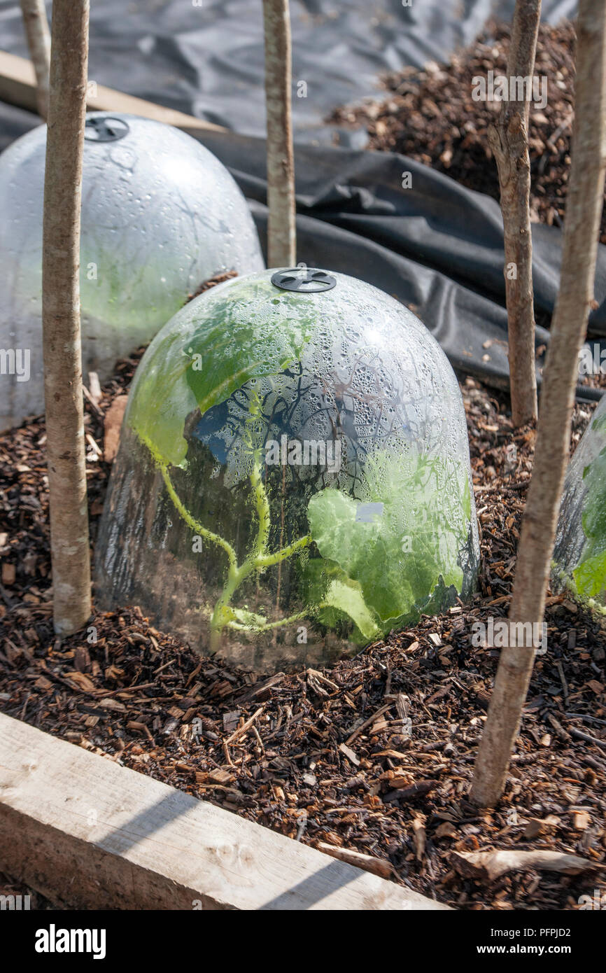 Plant growing inside plastic dome cloche Stock Photo - Alamy