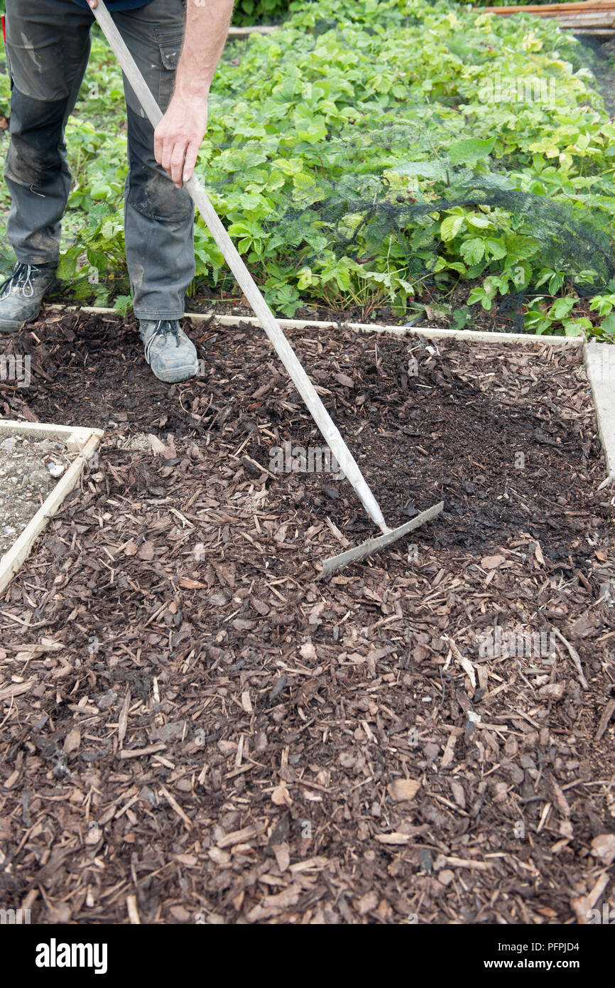 Using rake to cover path with top layer of bark or wood chips Stock ...