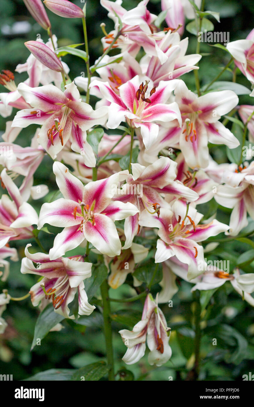 Lilium 'Altari', oriental trumpet lily, pink and cream flowers Stock ...