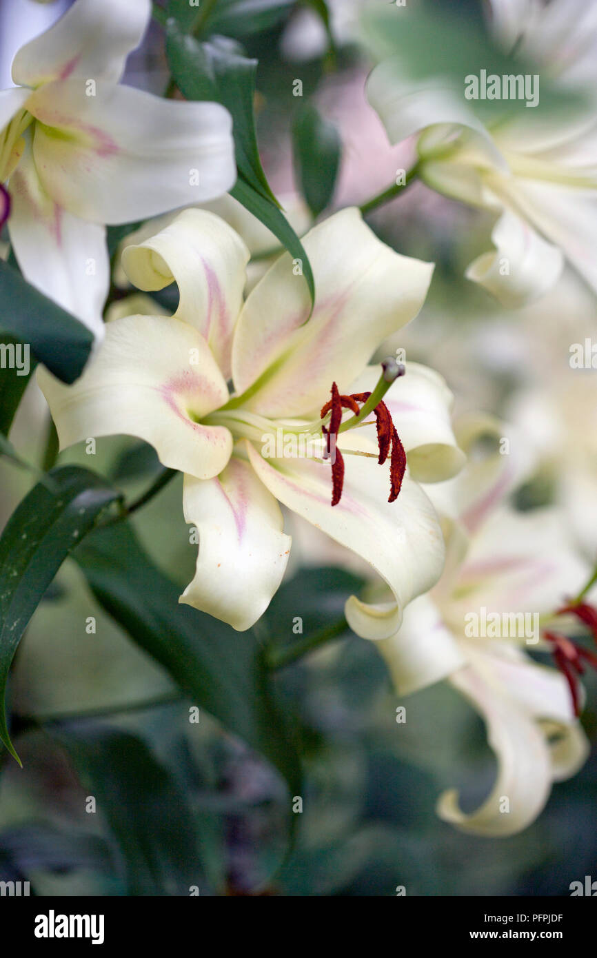 Lilium bonbini hi-res stock photography and images - Alamy