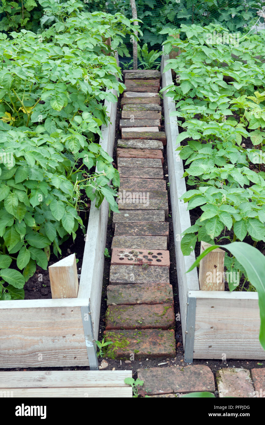 Path made of bricks between vegetable beds Stock Photo - Alamy