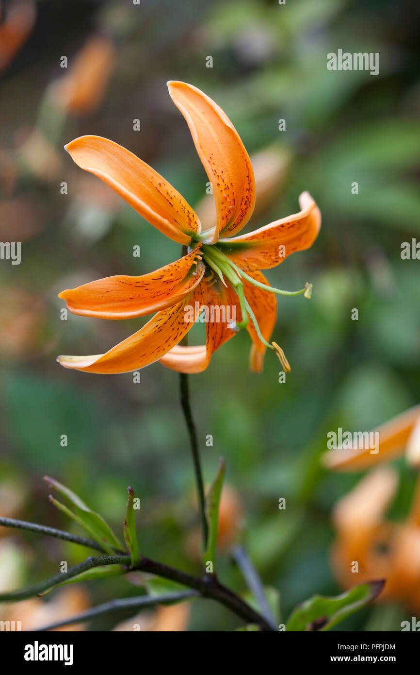 Henryi lily hi-res stock photography and images - Alamy