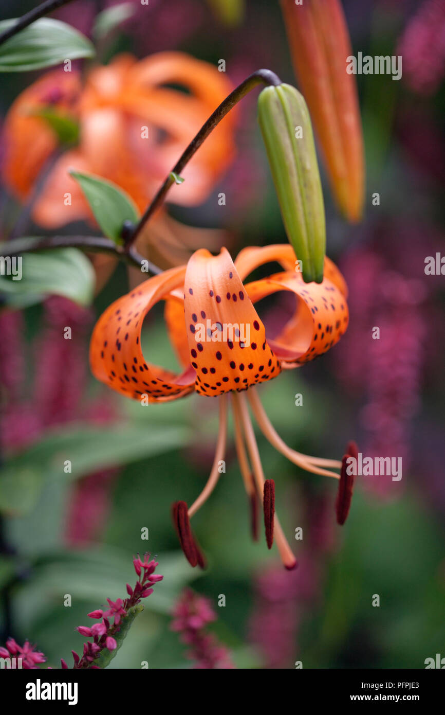 Lilium lancifolium splendens hi-res stock photography and images - Alamy