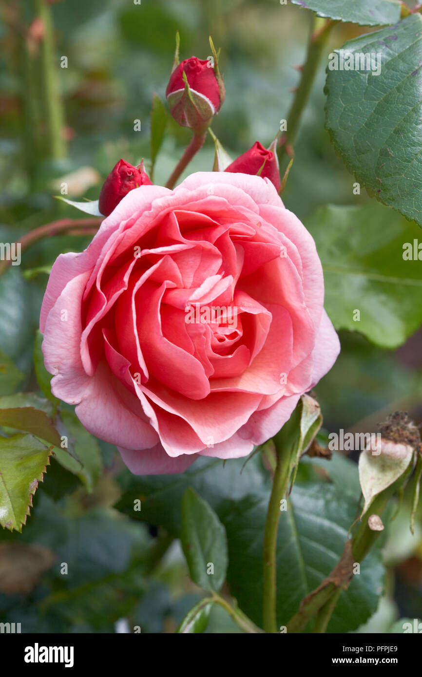 Aloha rose hi-res stock photography and images - Alamy