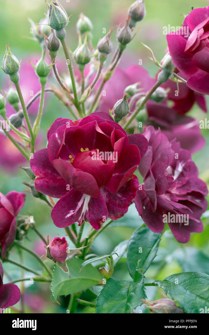 Veilchenblau rose hi-res stock photography and images - Alamy
