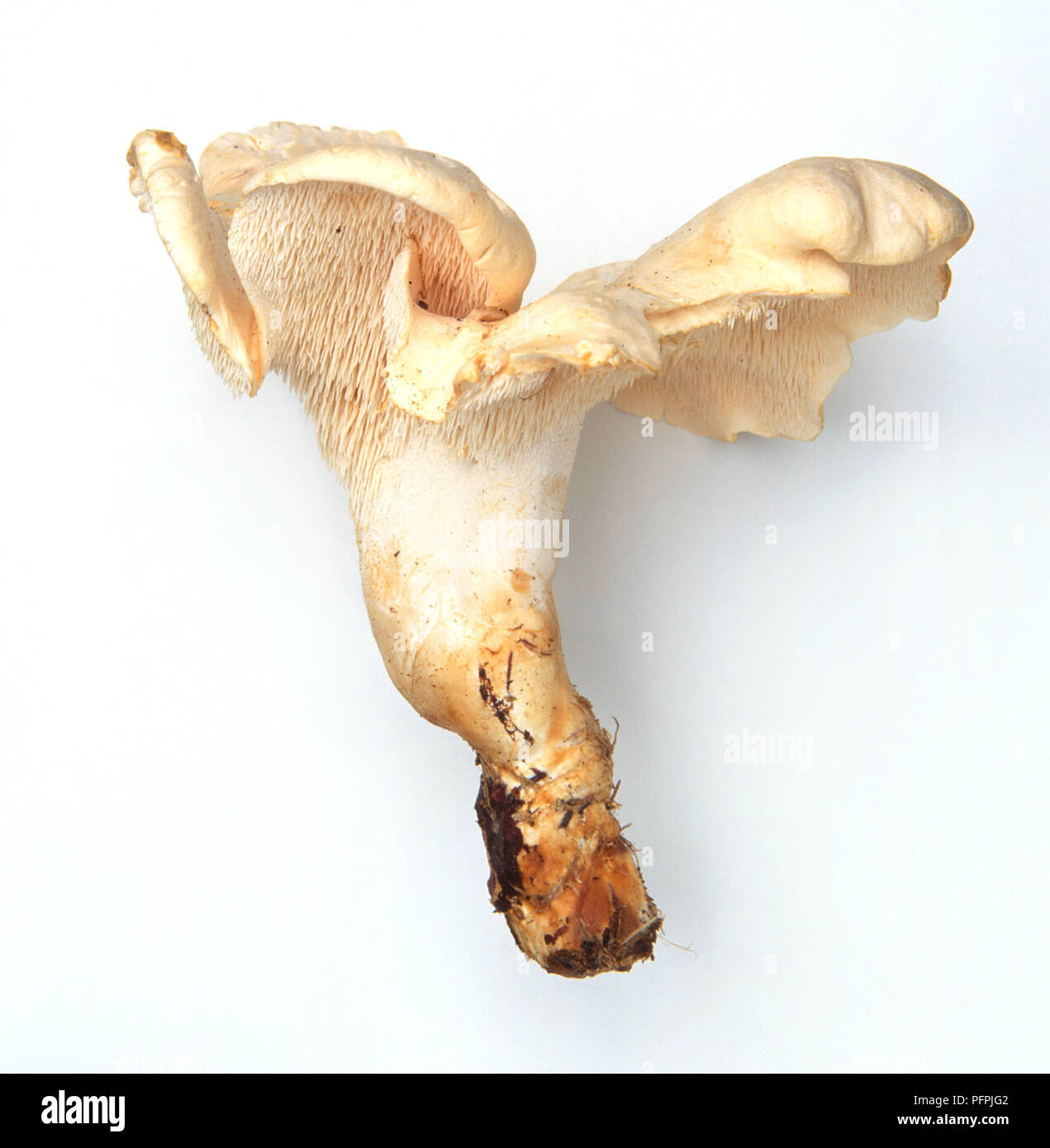 Hydnum repandum (Common hedgehog fungus), off-white mushroom Stock ...