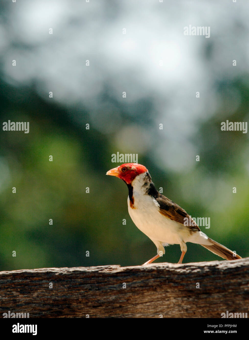 South America, Brazil, Mato Grosso, Alta Floresta, Red-capped Cardinal ...